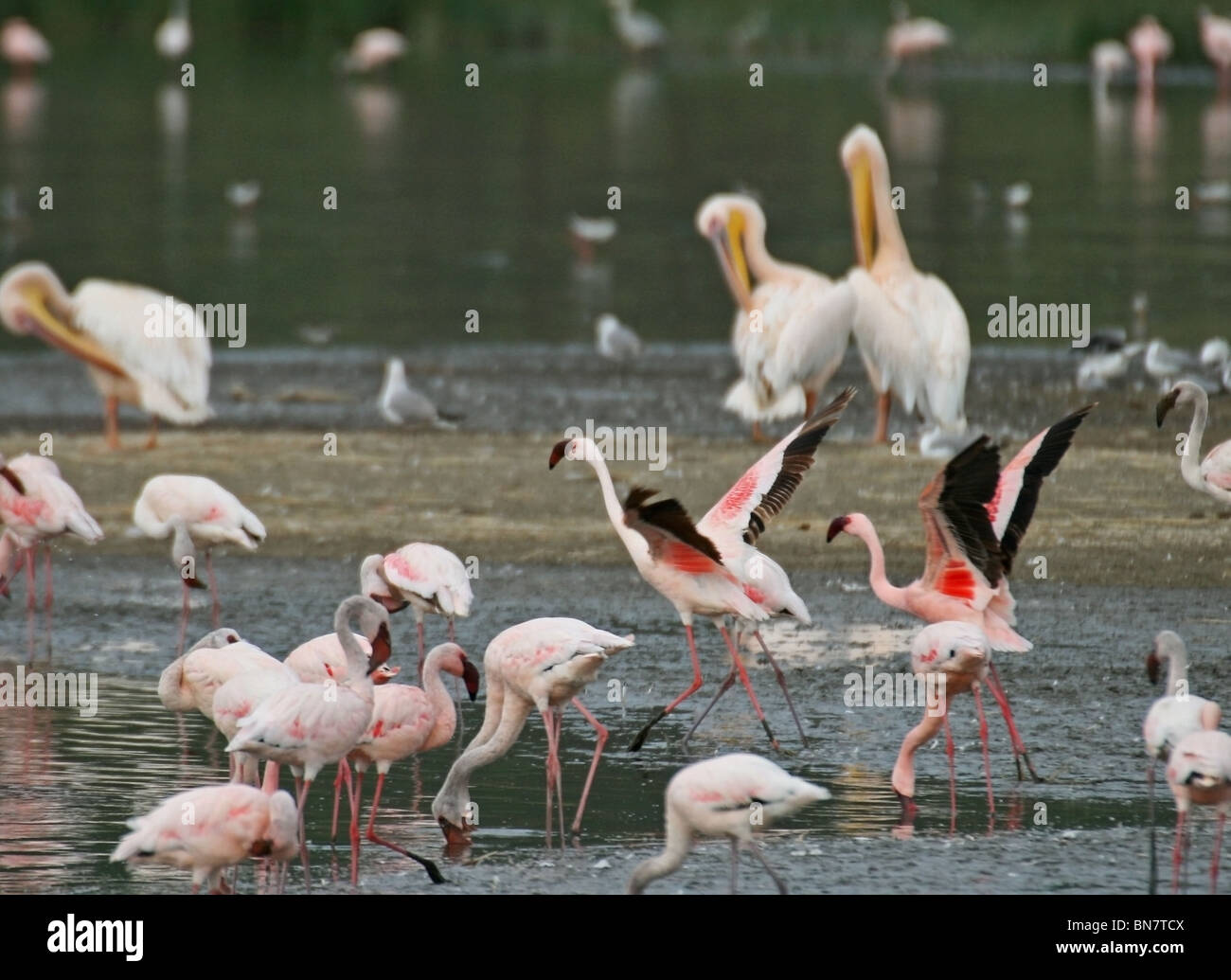 Greater and Lesser Flamingos in Lake Nakuru, Kenya, Africa Stock Photo ...