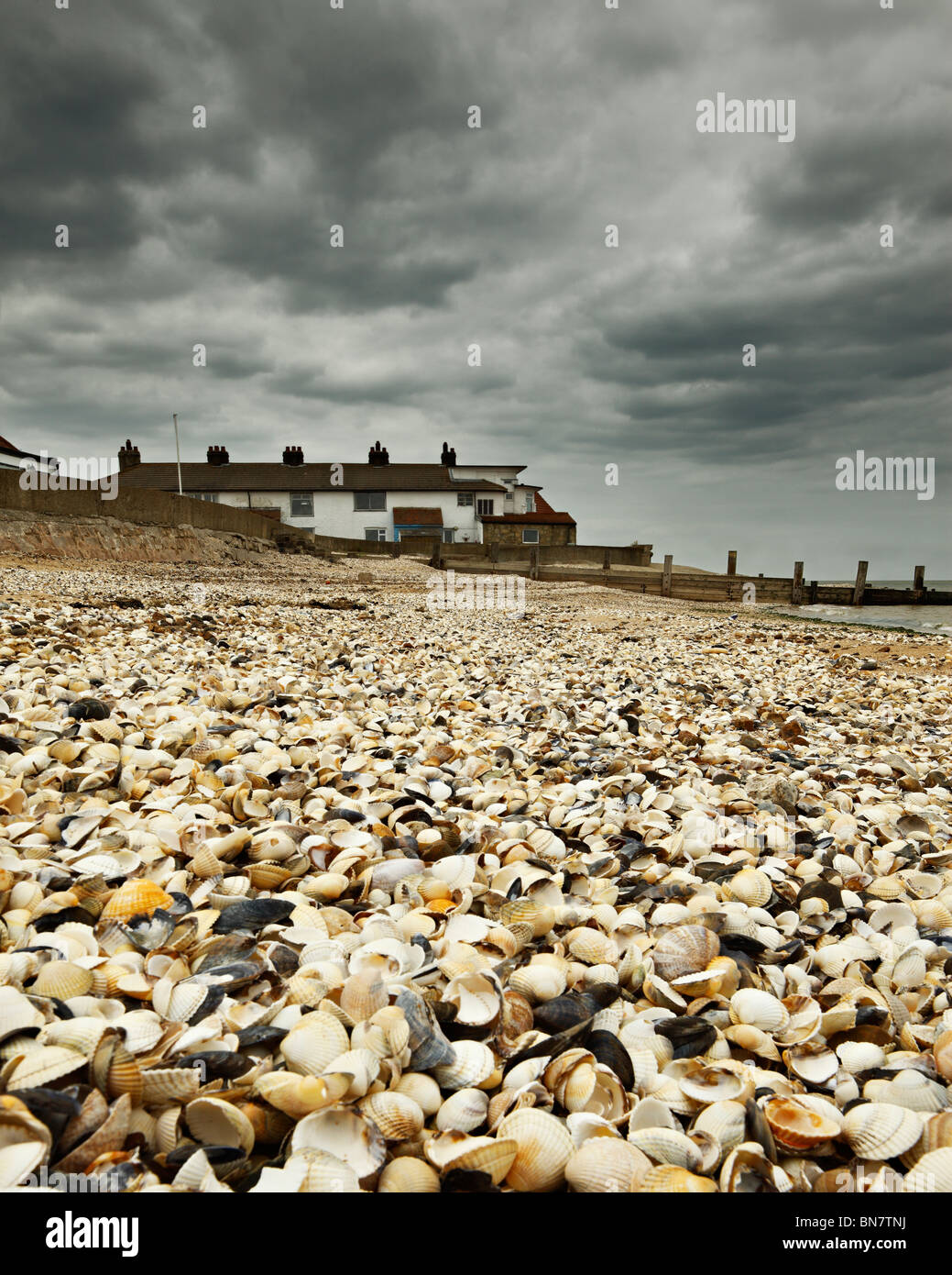 The Beach at Shellness which is covered with millions of shells Stock ...
