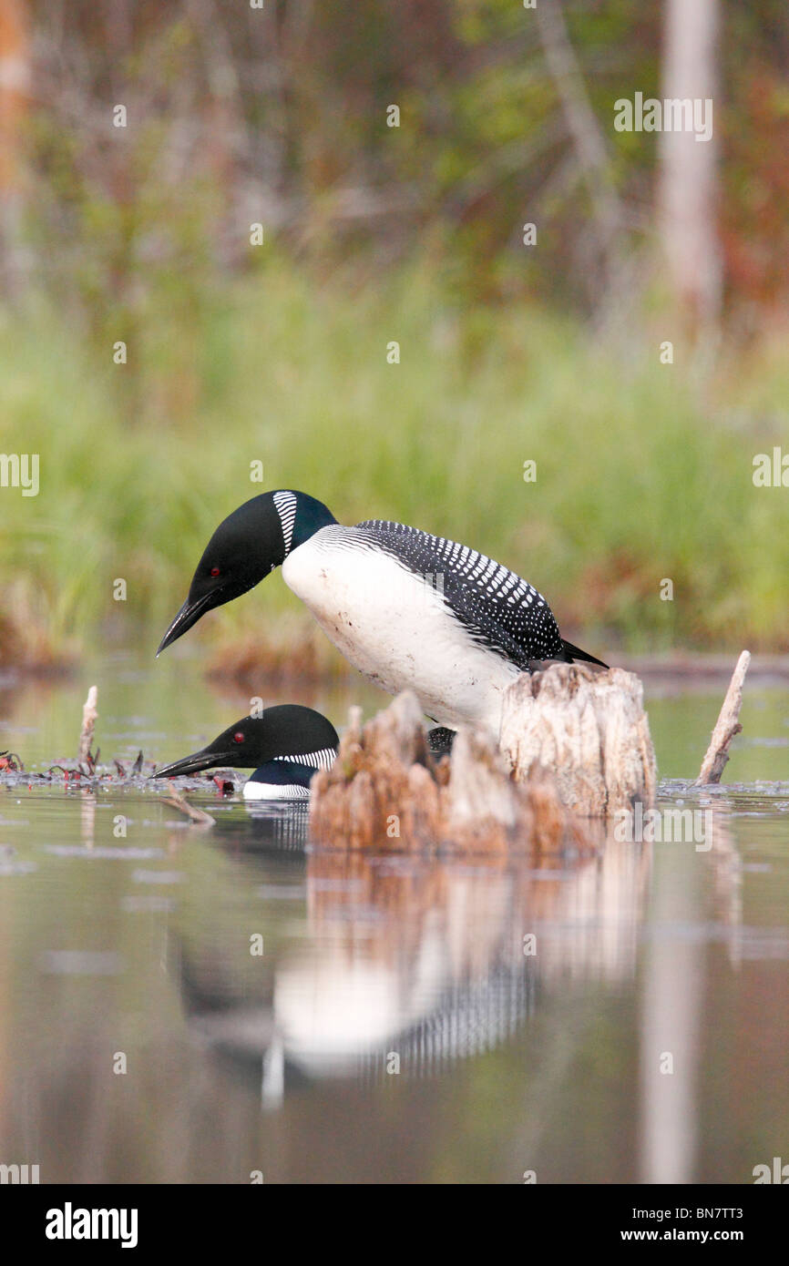 Loons mating hi-res stock photography and images - Alamy