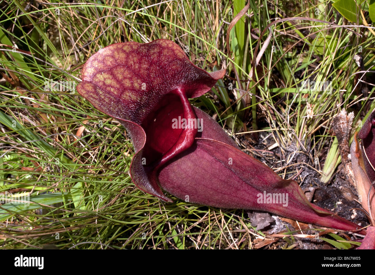 Carnivorous Burk's Pitcher Plant Sarracenia rosea Florida USA Stock ...