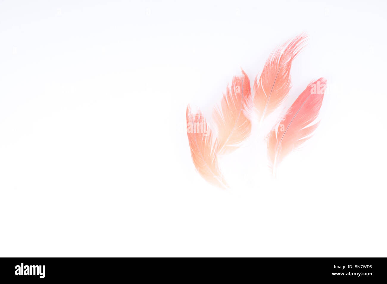 Abstract of Congo African gray parrot, Psittacus erithacus erithacus ...