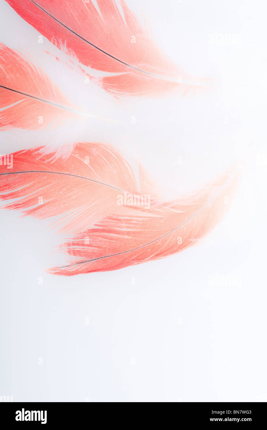 Abstract of Congo African gray parrot, Psittacus erithacus erithacus ...