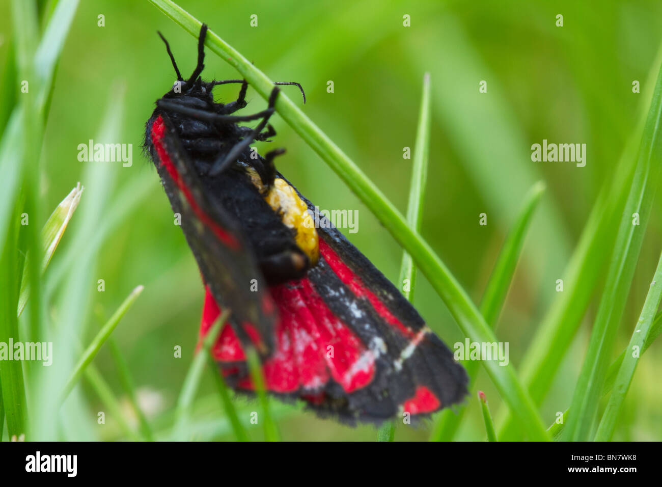 Sunset moth hi-res stock photography and images - Alamy