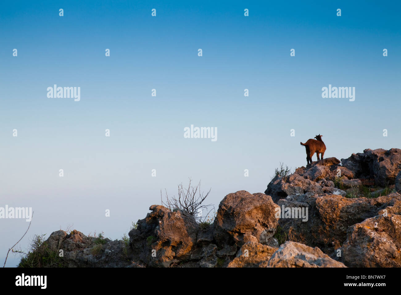 Goat climbing on rock hi-res stock photography and images - Alamy