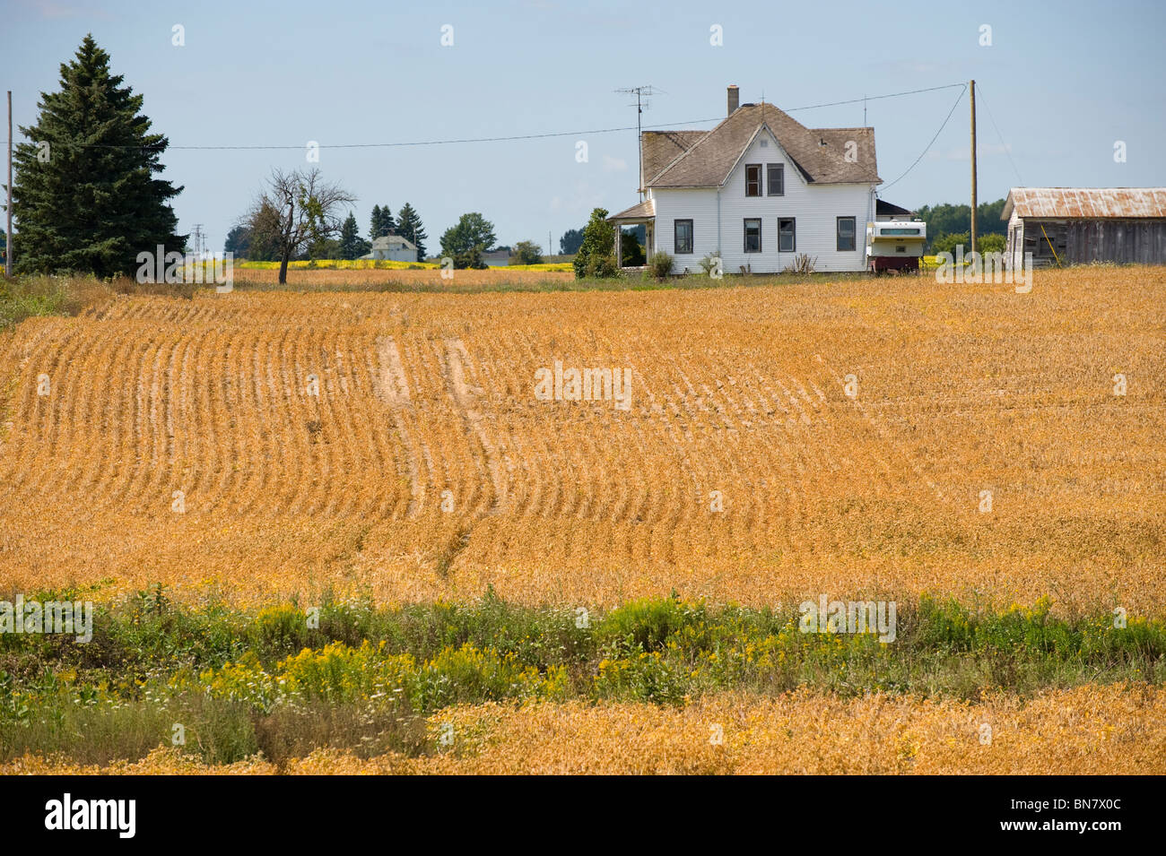 Soybean field ready for harvest near Ubly Michigan Stock Photo - Alamy