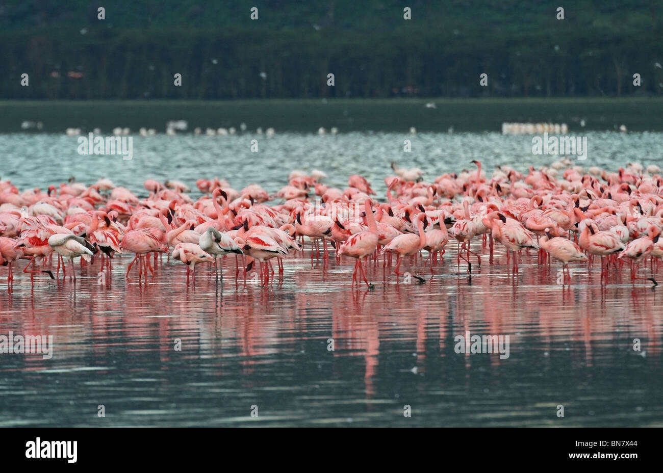 Greater and Lesser Flamingos in Lake Nakuru, Kenya, Africa Stock Photo ...