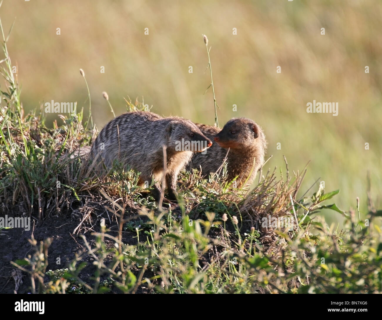 African banded mongoose hi-res stock photography and images - Alamy