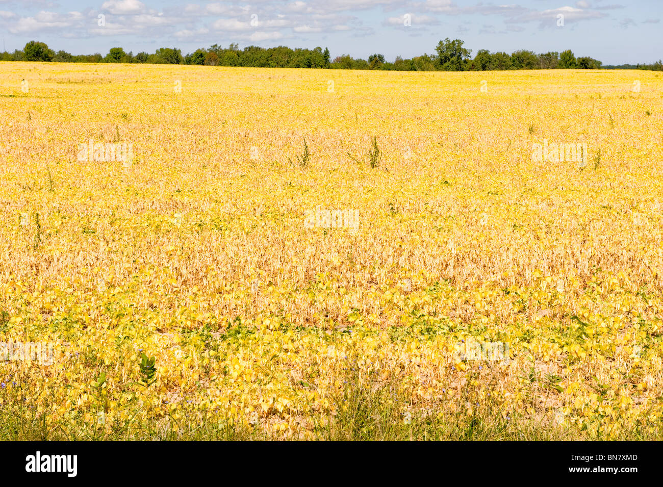 Soybean field ready for harvest near Ubly Michigan Stock Photo - Alamy