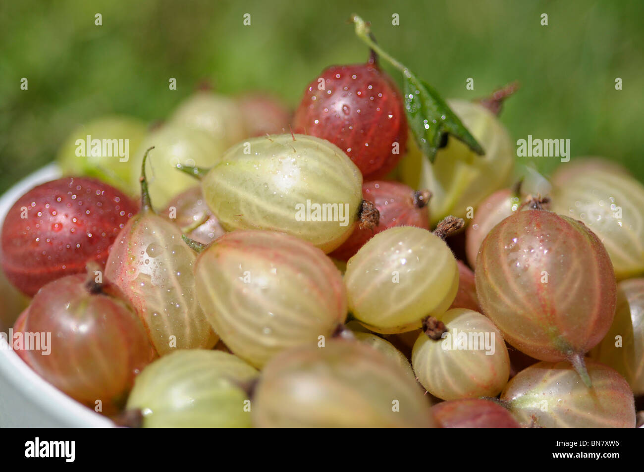 Fruit gooseberries hi-res stock photography and images - Alamy