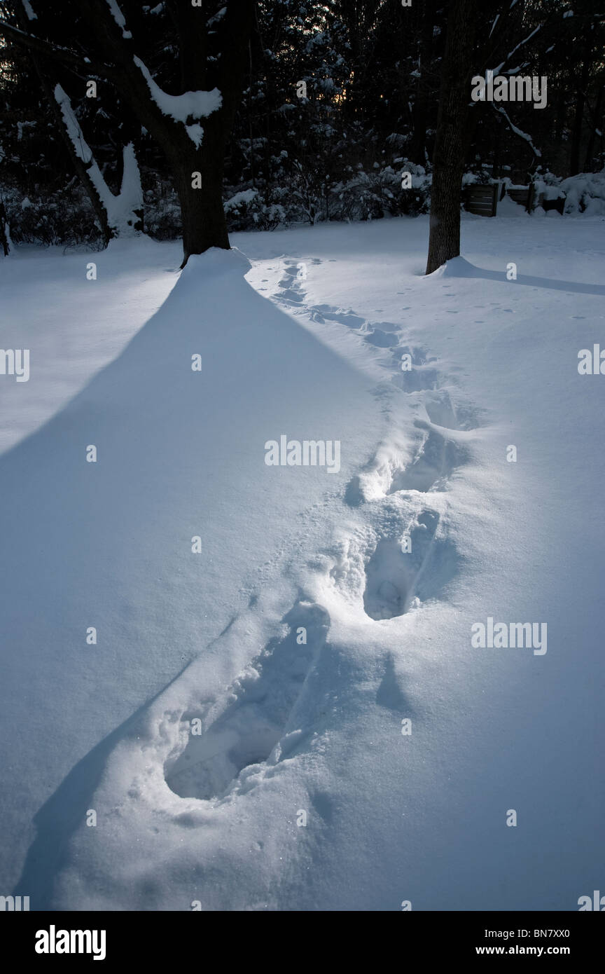 Footprint Tracks In The Deep Snow, Pennsylvania, USA Stock Photo - Alamy
