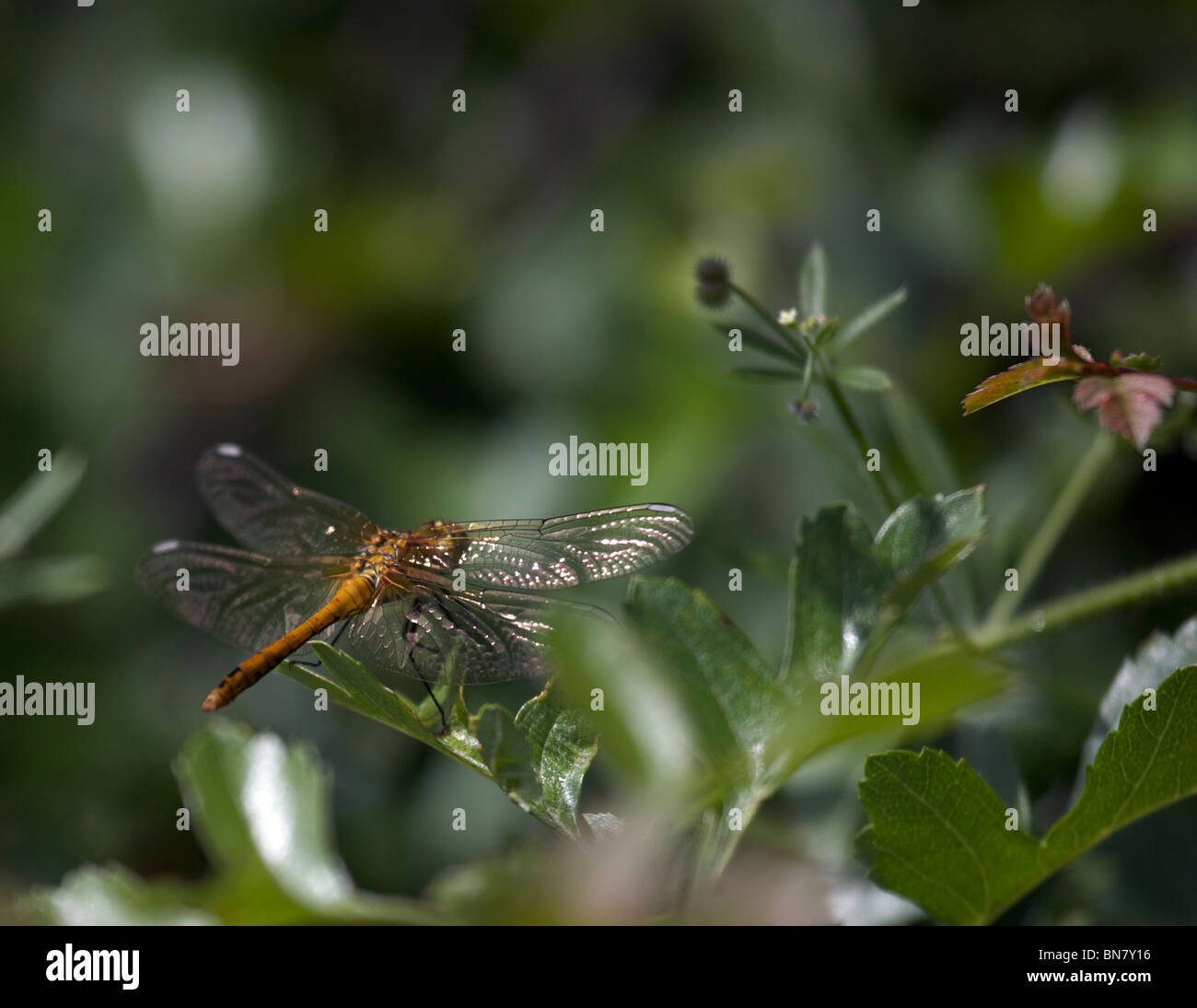 dragonfly taking the sun Stock Photo - Alamy