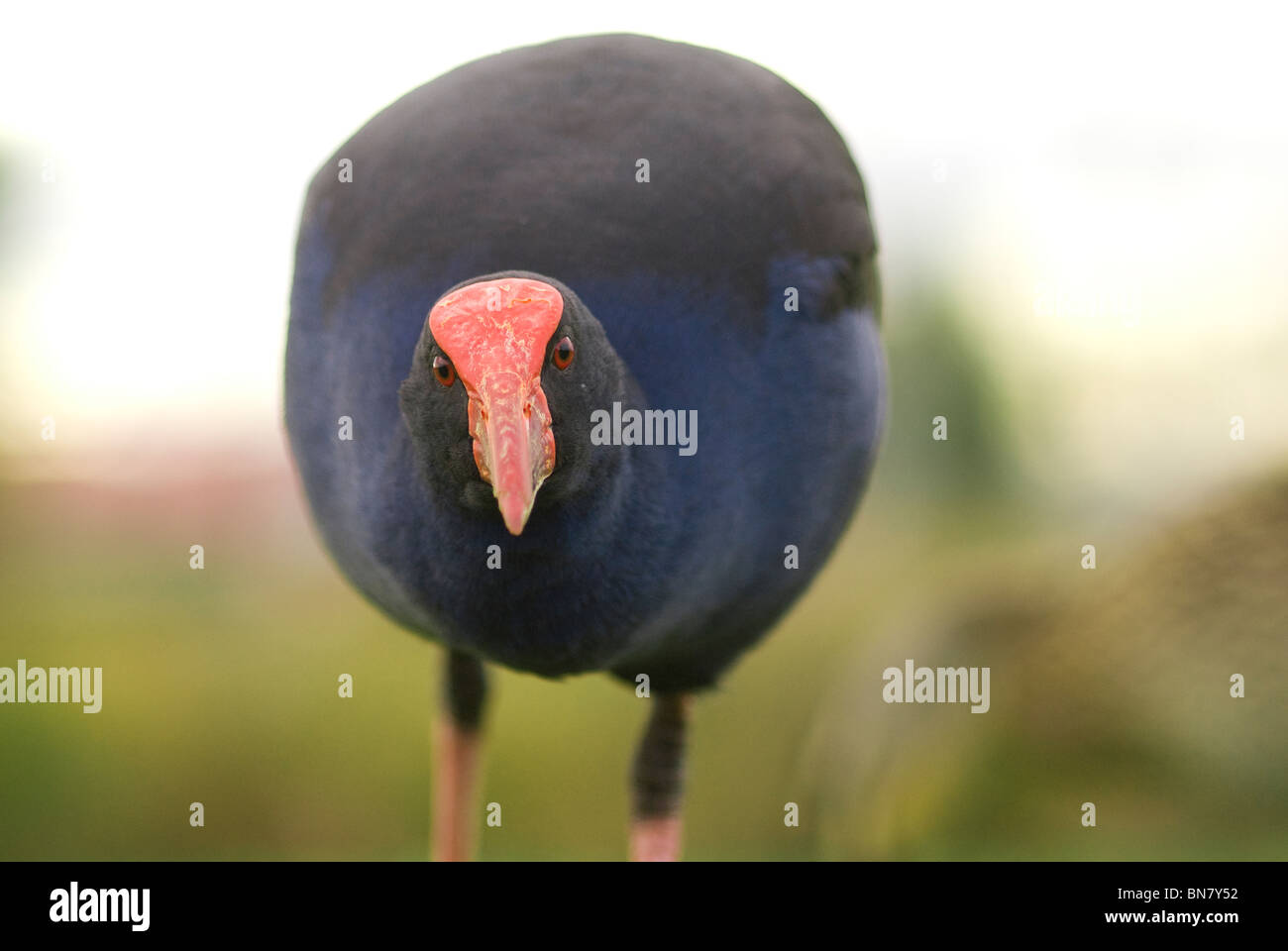 New zealand pukeko hi-res stock photography and images - Alamy