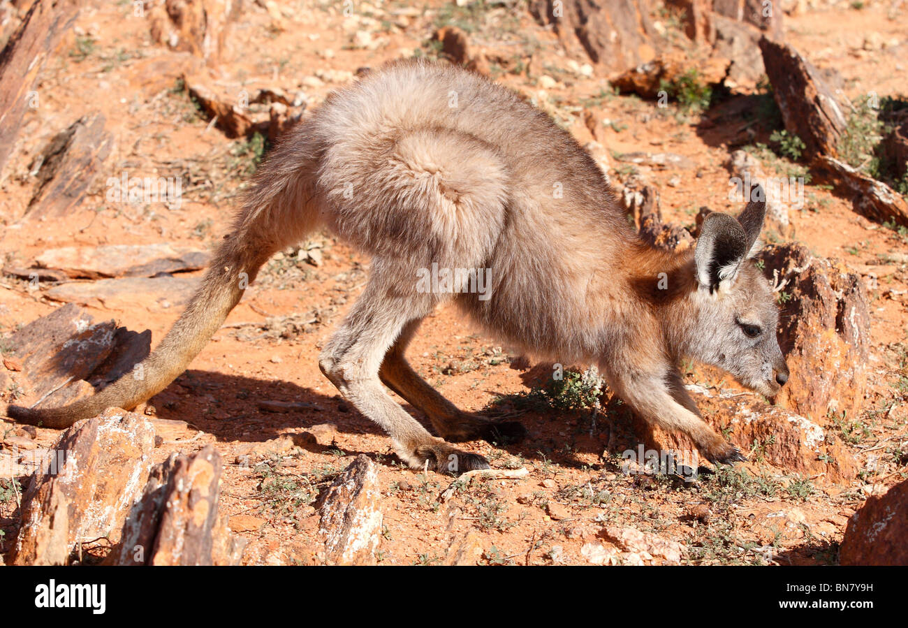 BROKEN HILL, NSW - CIRCA 2009: A Euro Kangaroo in the Australian ...