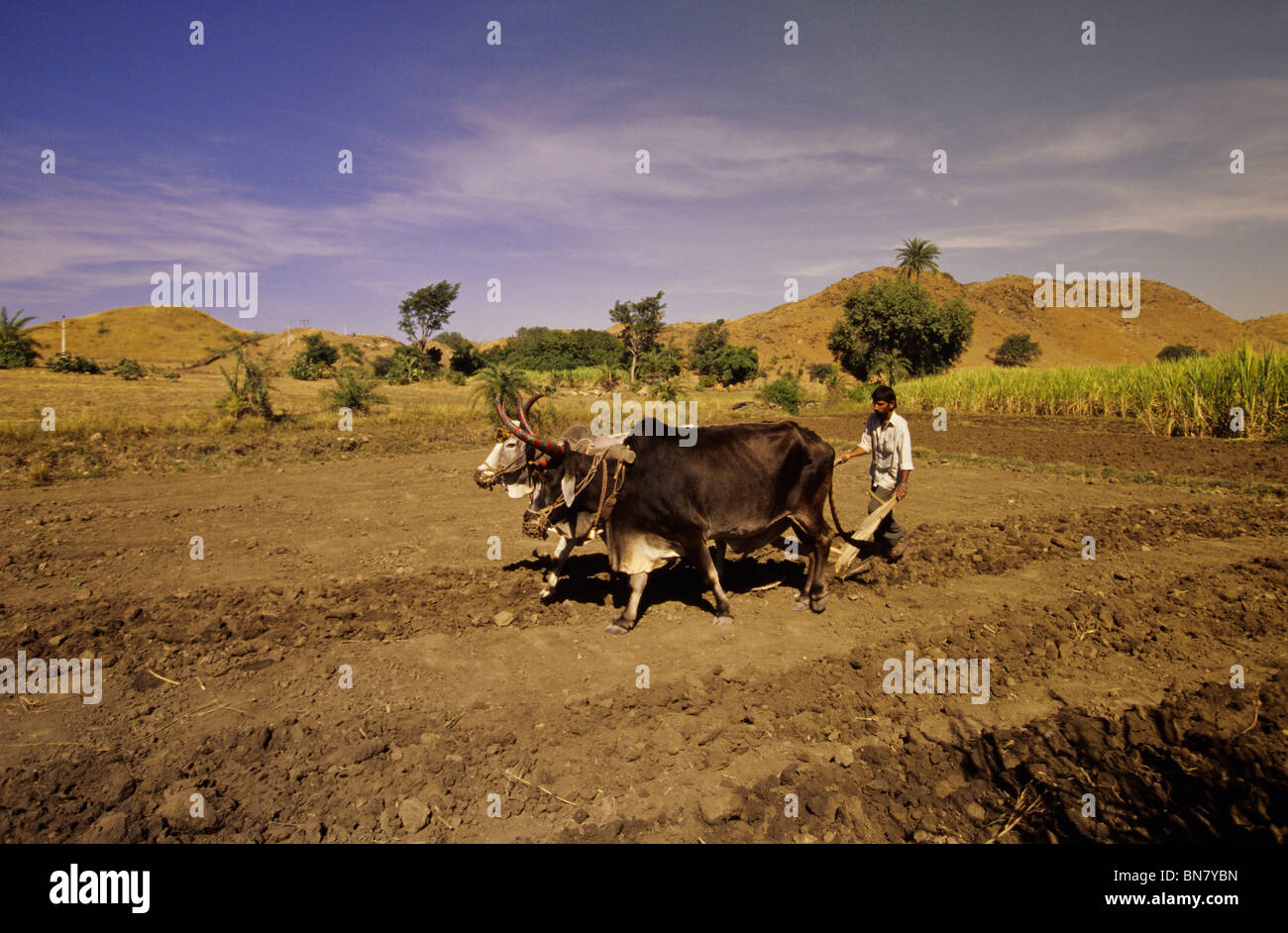 Plowing oxen hi-res stock photography and images - Alamy