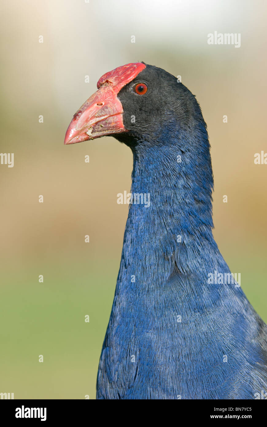Nz pukeko bird hi-res stock photography and images - Alamy