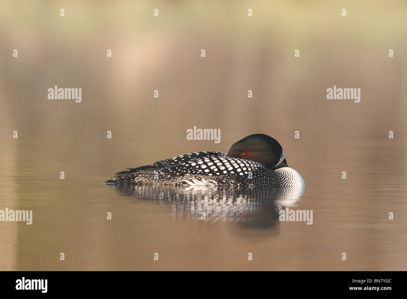 Common Loon, Northern Diver (gavia immer) from Northern Michigan Stock ...