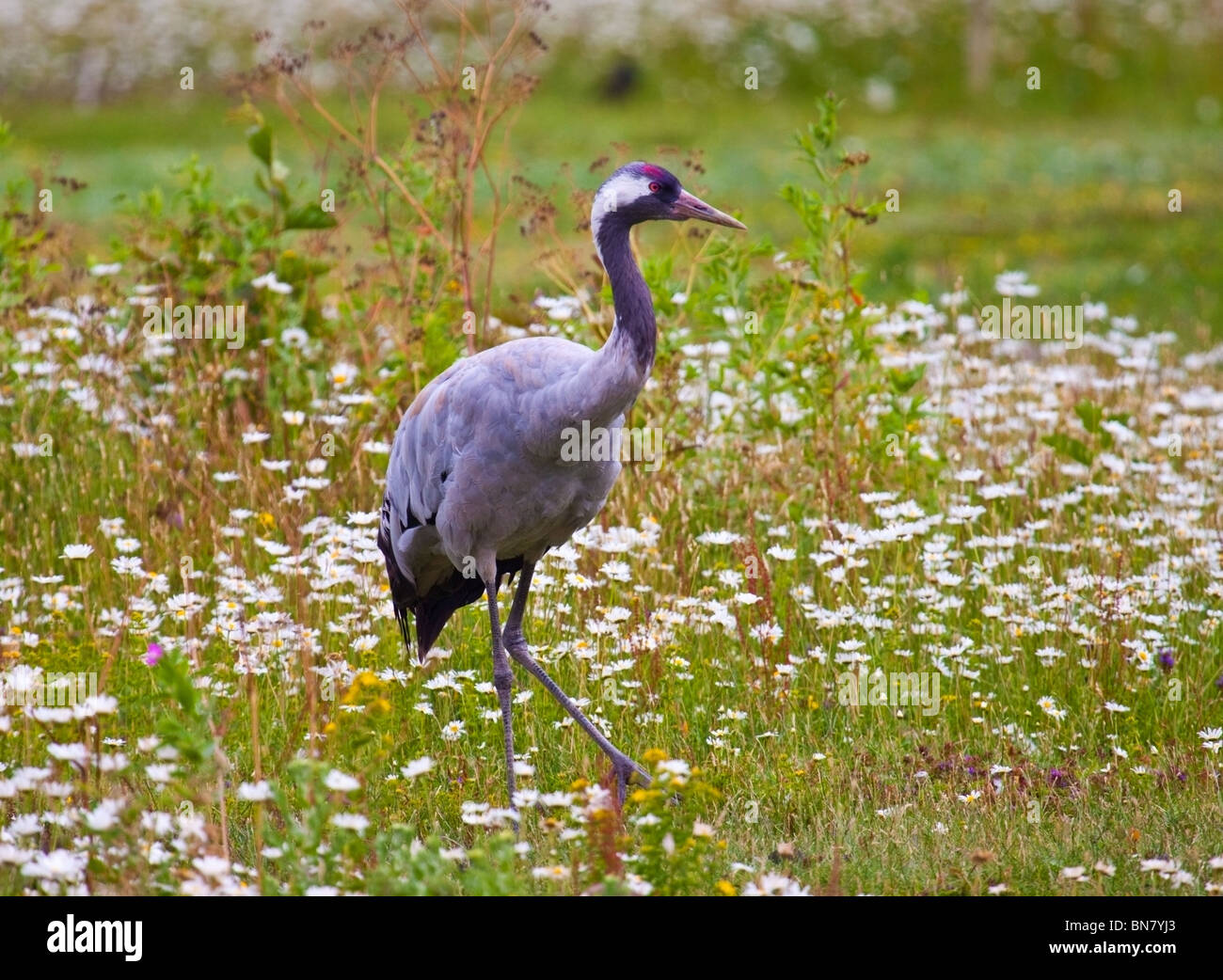 Single Common Crane standing with pleasant background Stock Photo - Alamy