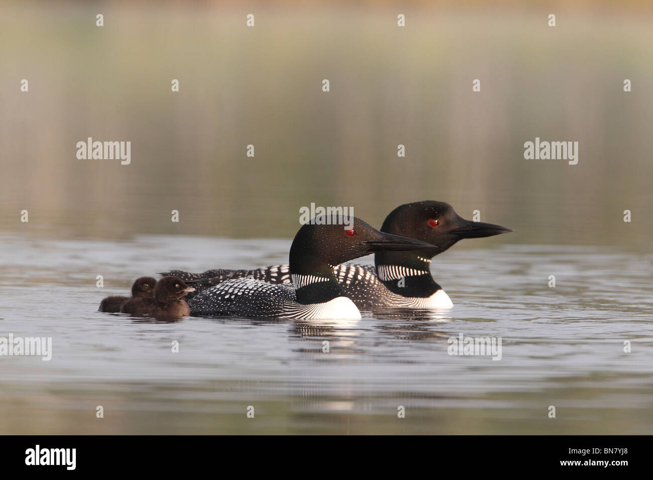 Common Loons with chicks, Northern Diver (gavia immer) from Northern ...
