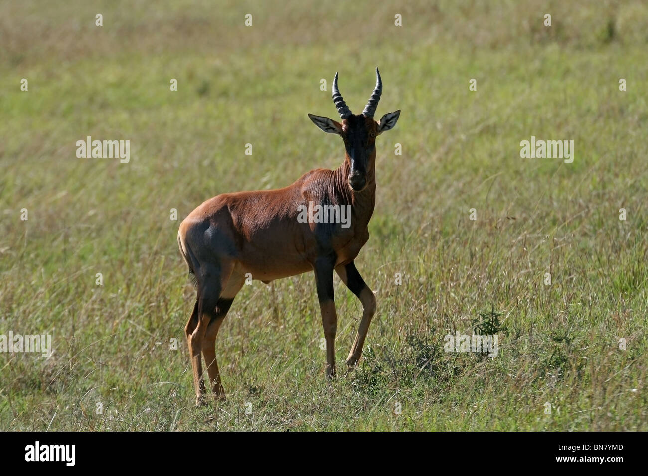 A Topi Portrait shot. Picture taken in Masai Mara National Reserve ...