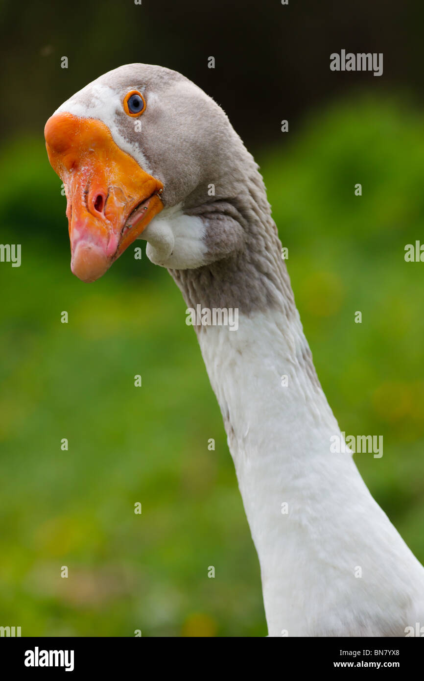 Head of a goose close up. A gander Stock Photo - Alamy