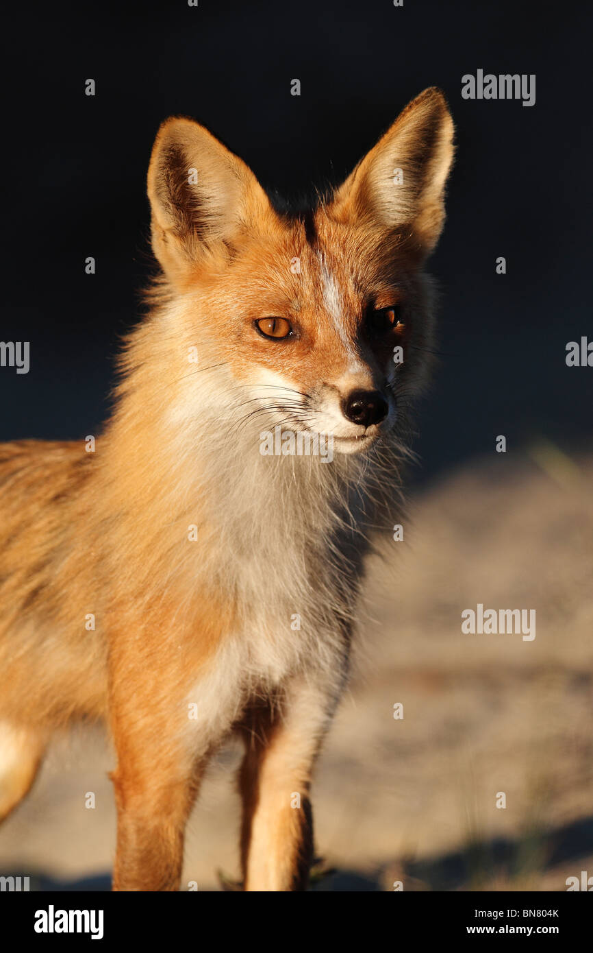 Portrait of vixen hi-res stock photography and images - Alamy