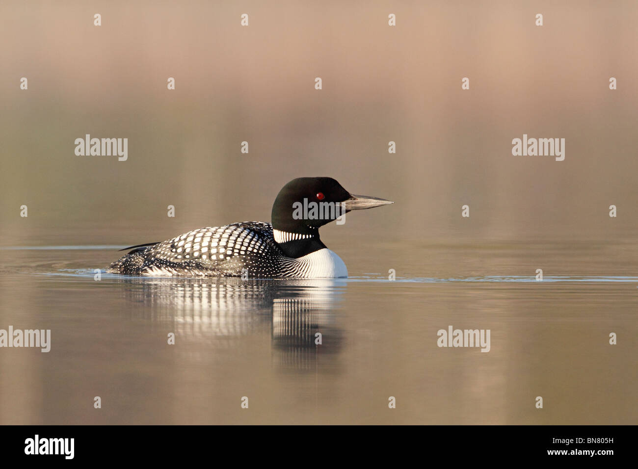 Common Loon, Northern Diver (gavia immer) from Northern Michigan Stock ...