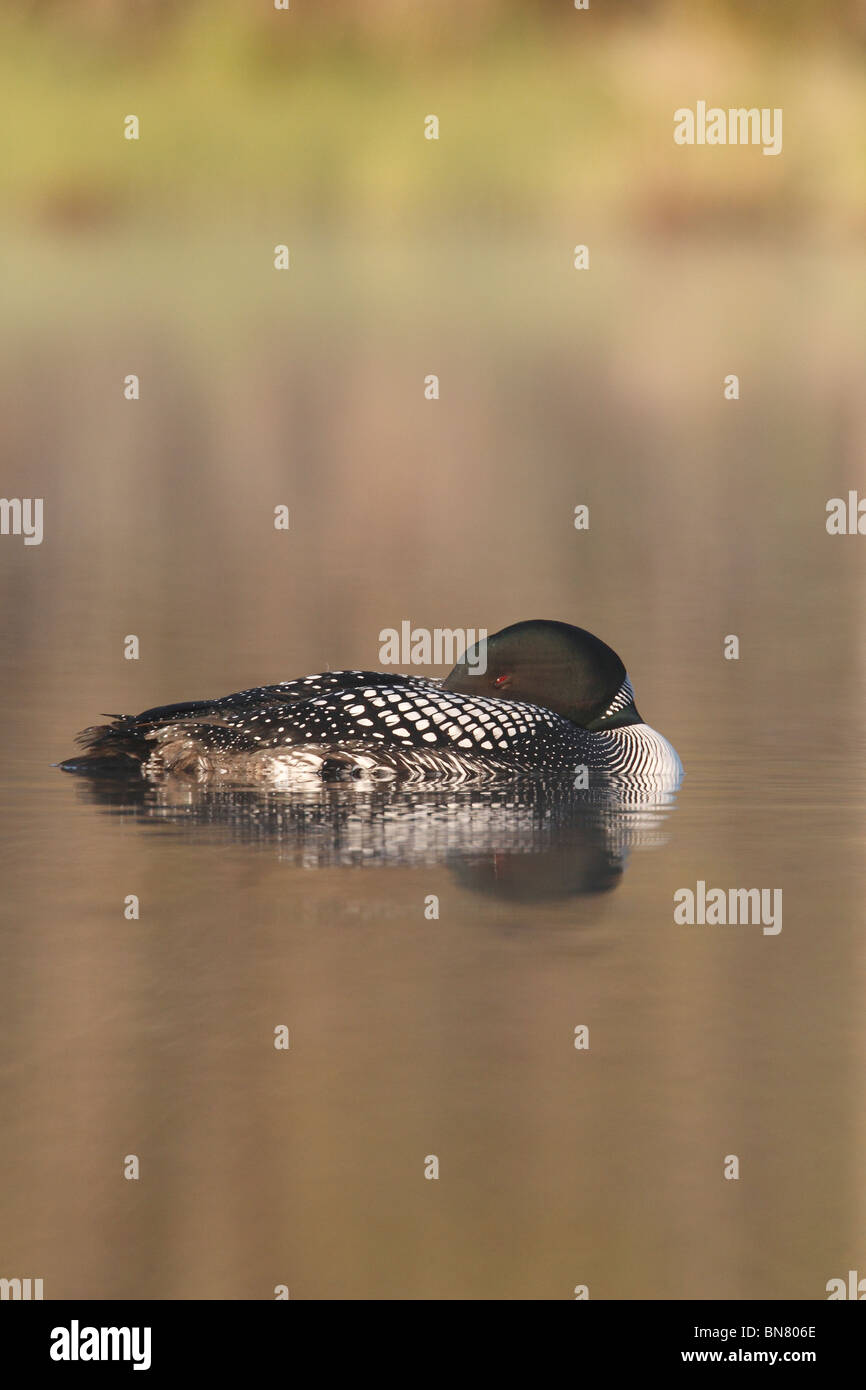 Common Loon Sleeping, Northern Diver (gavia immer) from Northern ...