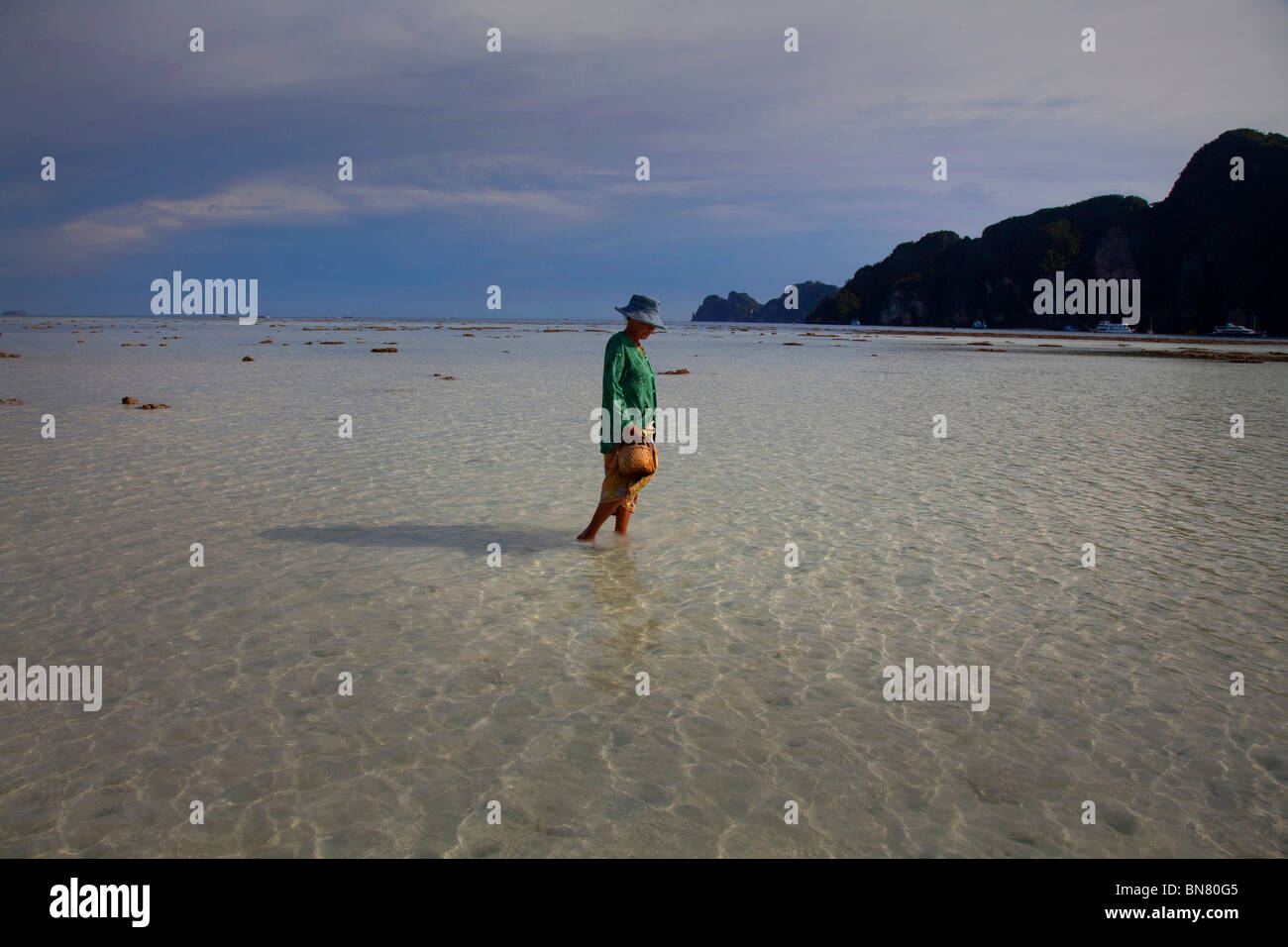 A thai woman collecting shells on a beach, Phi Phi Islands, Thailand ...