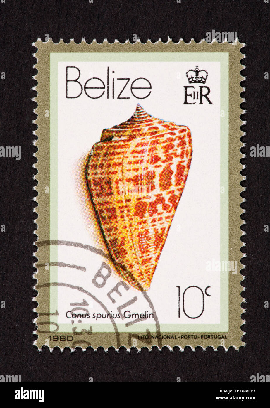 Postage stamp from Belize depicting a seashell (Conus spurius Stock ...