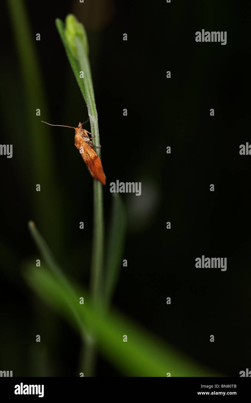 Tortrix micro moth resting on lavender Stock Photo - Alamy