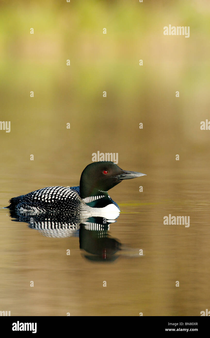 Common Loon, Northern Diver (gavia immer) from Northern Michigan Stock ...