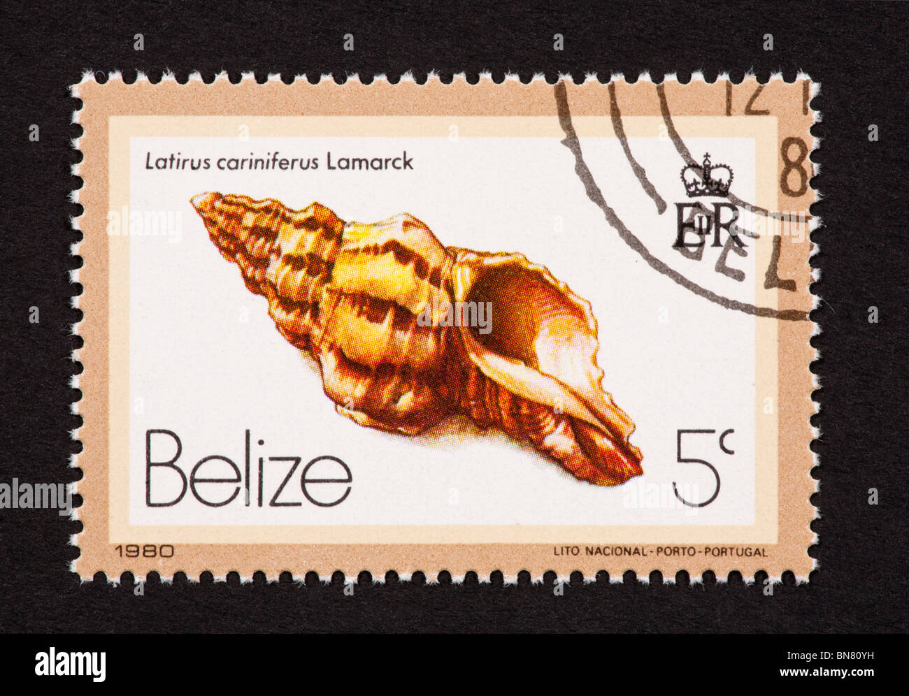 Postage stamp from Belize depicting a seashell (Latirus cariniferus ...