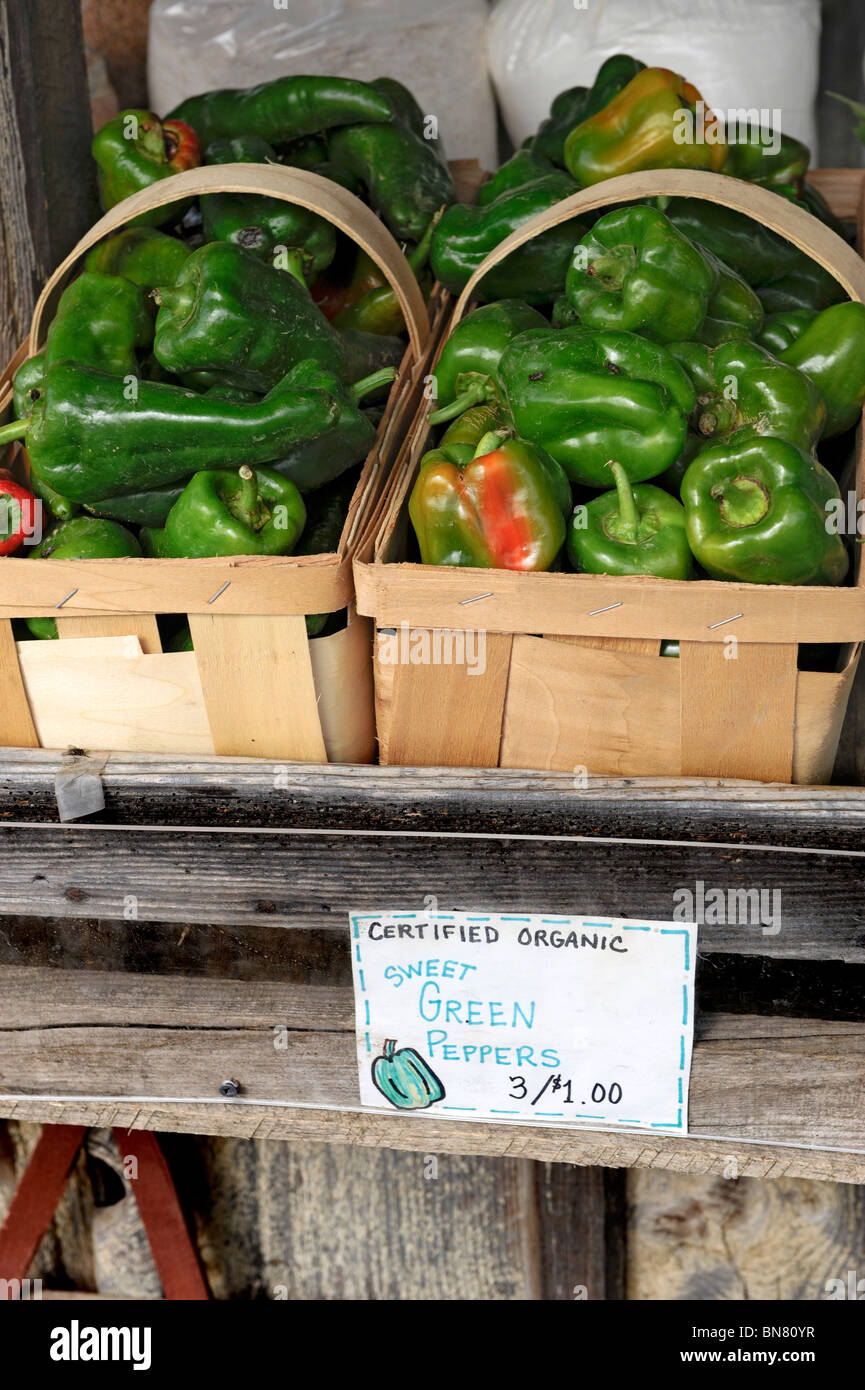Cultivation and sale of peppers hi-res stock photography and images - Alamy