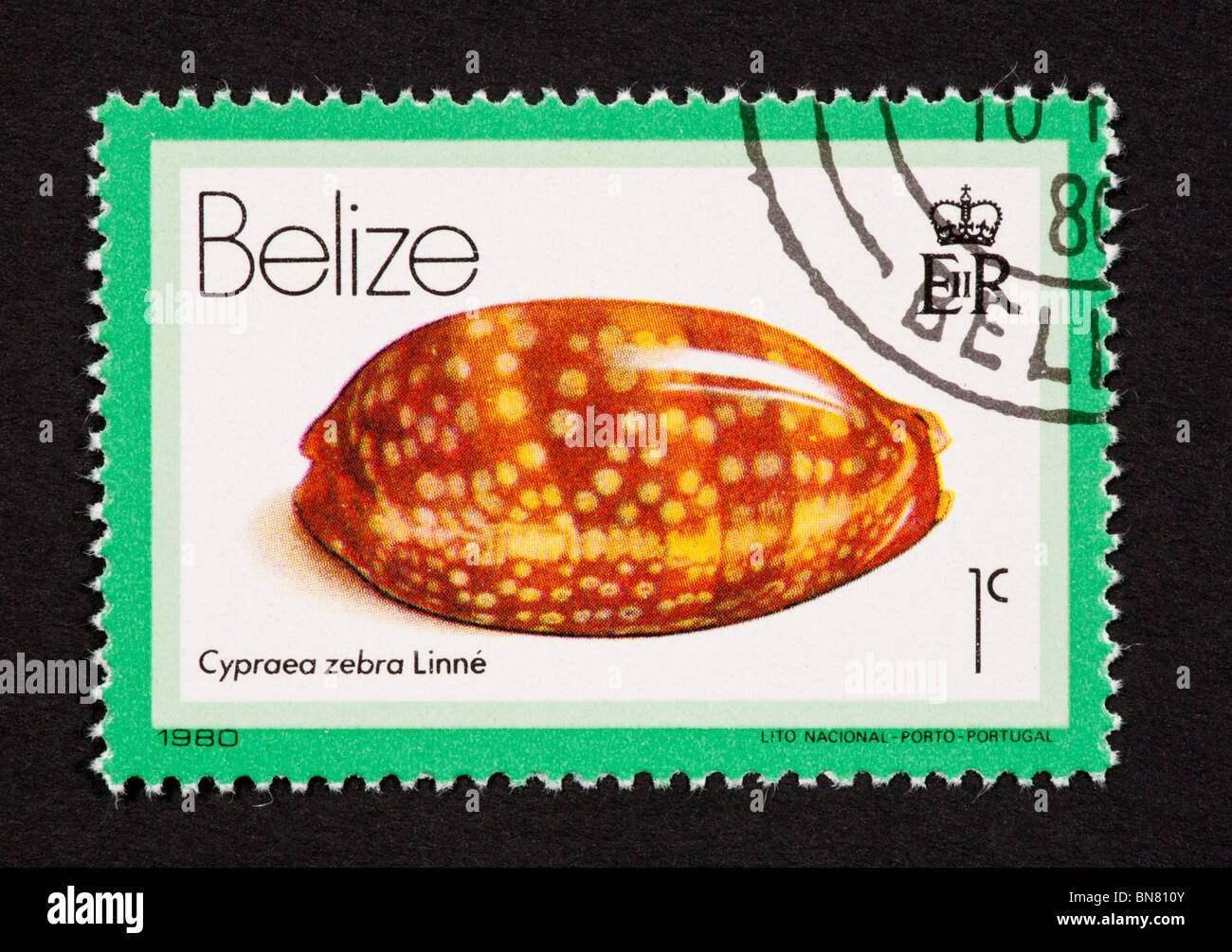 Postage stamp from Belize depicting a seashell (Cypaea zebra Stock ...