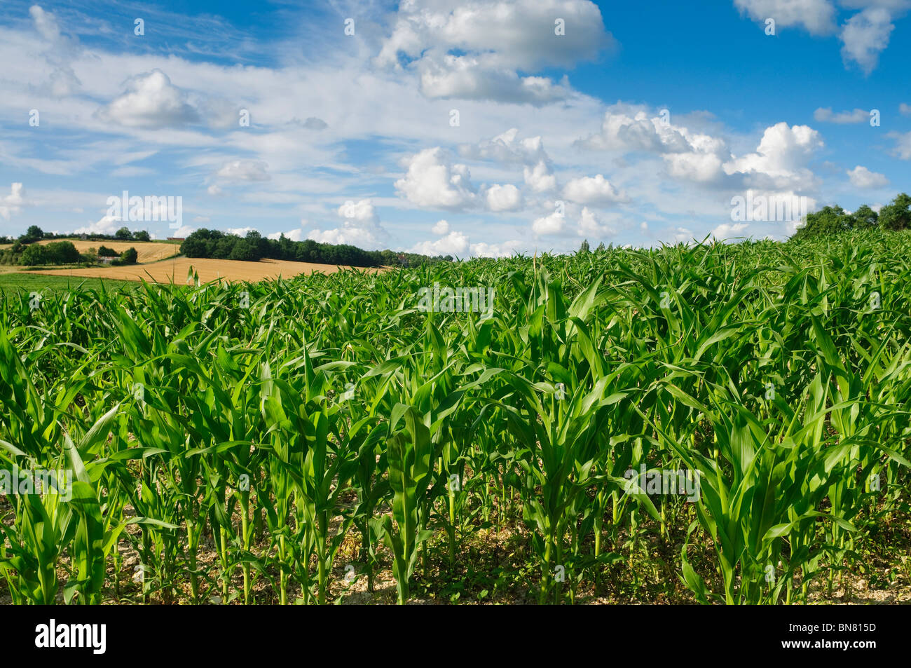 Maize Corn Field France High Resolution Stock Photography and Images ...