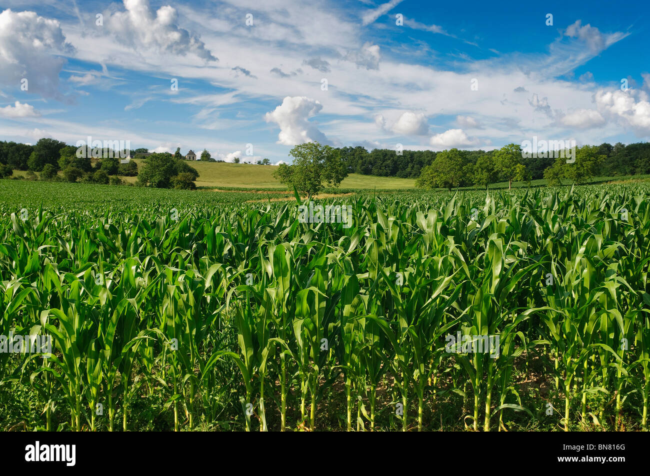 Maize corn field france hi-res stock photography and images - Alamy