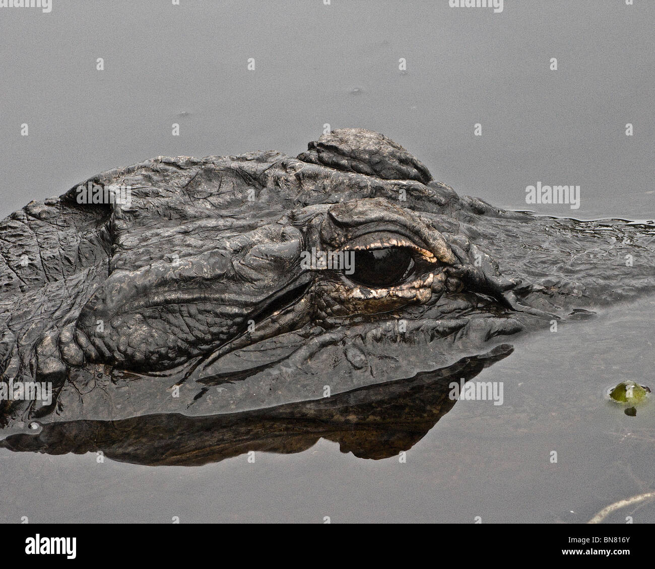 An 8 foot male eyeballs the photographer in the late afternoon gloom of ...