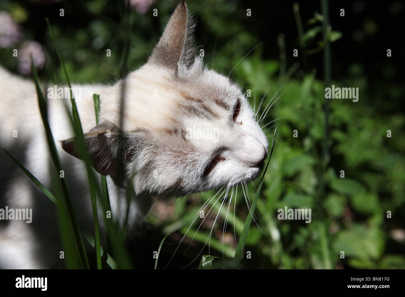 A cat nibbling on grass Stock Photo - Alamy