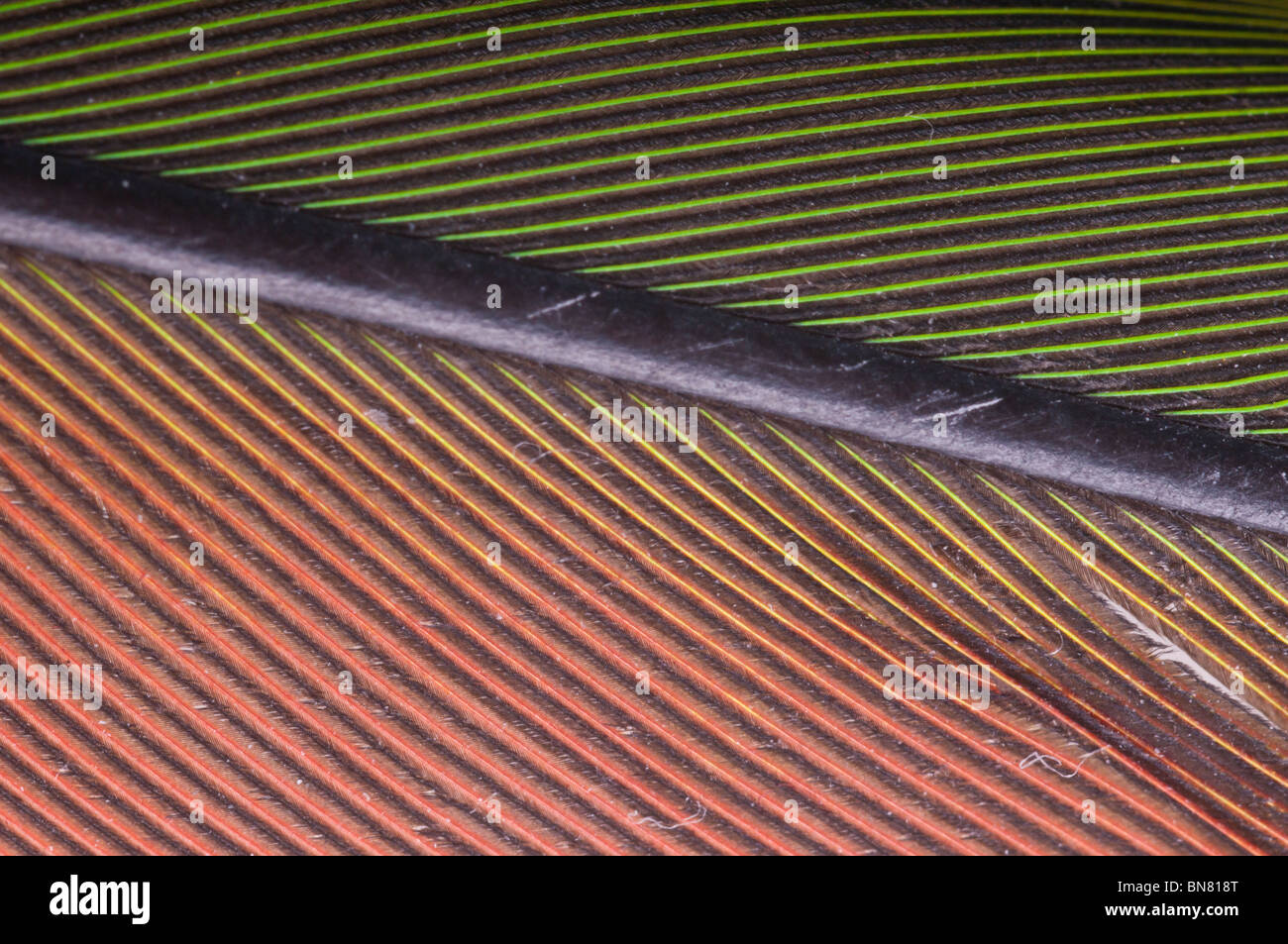 Northern flicker feather shaft hi-res stock photography and images - Alamy