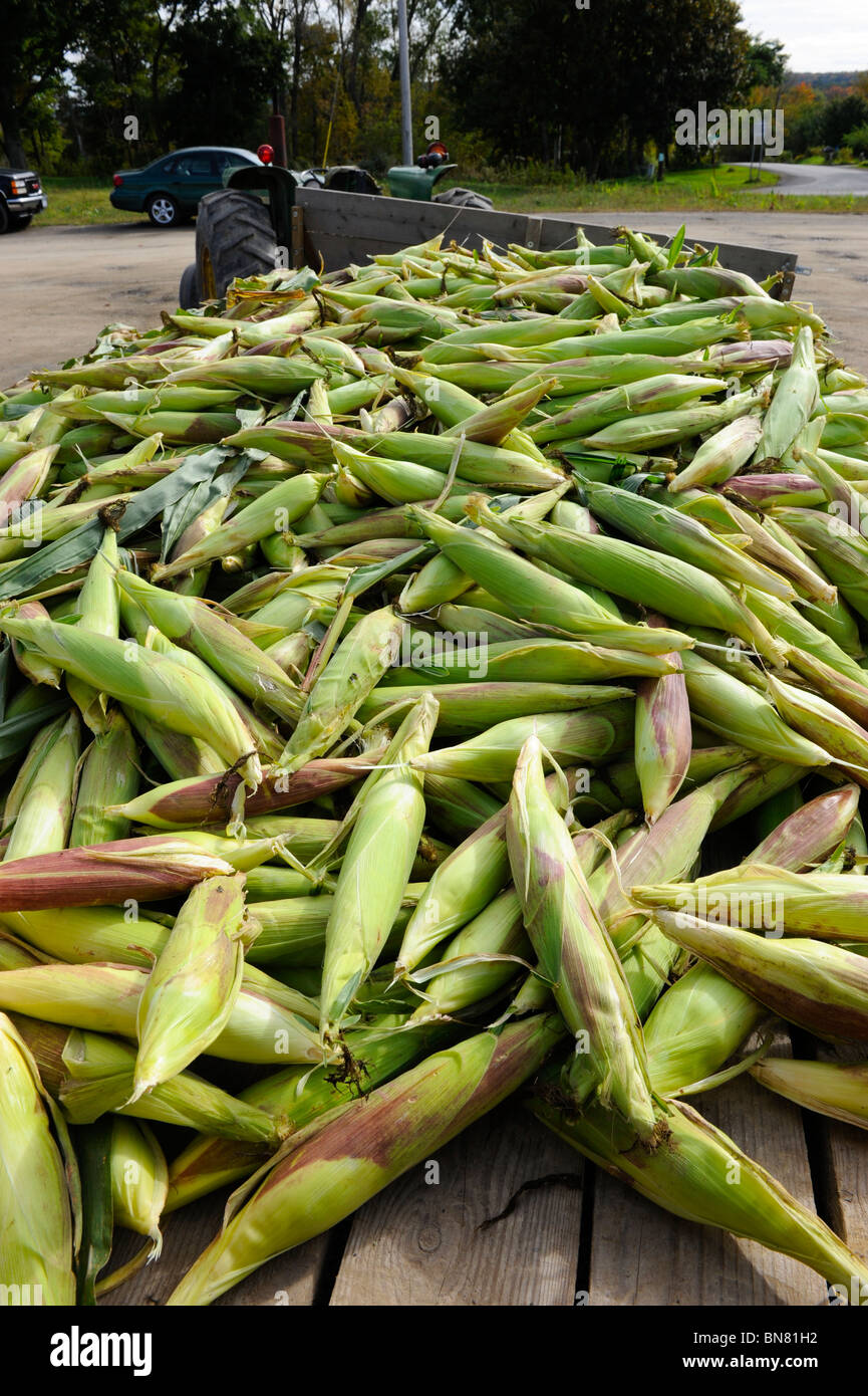 Certified Organic Sweet Corn Stock Photo - Alamy