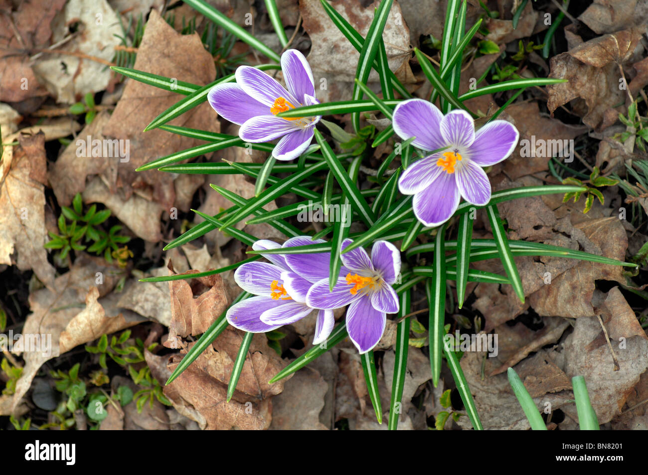 crocus flowers growing through a bed of old autumn leaves Stock Photo ...