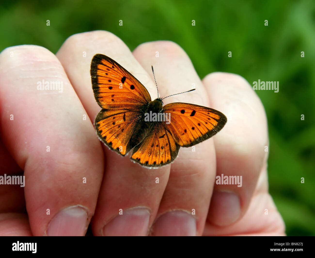 Orange butterfly on humans hand Stock Photo - Alamy
