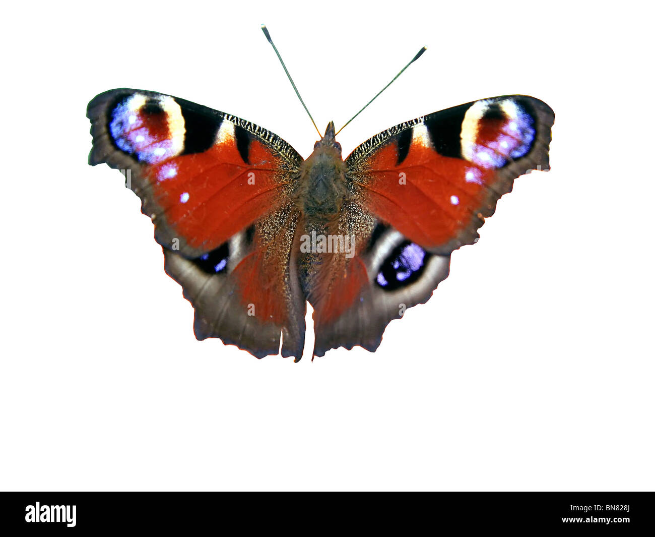 Black moth with red spots Cut Out Stock Images & Pictures - Alamy