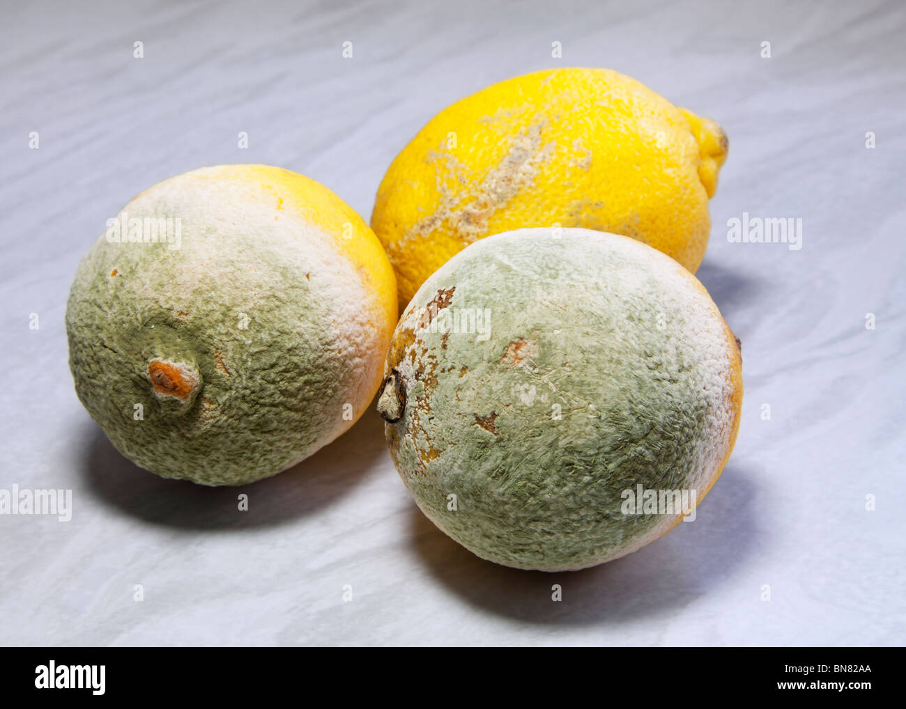 Rotten old lemons, two covered with green penicillium fungus mould and ...