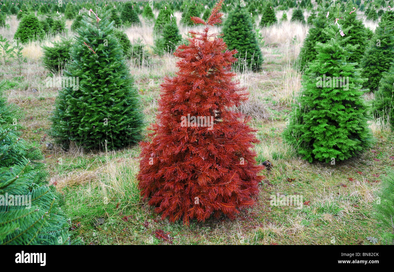 Dead christmas tree hi-res stock photography and images - Alamy