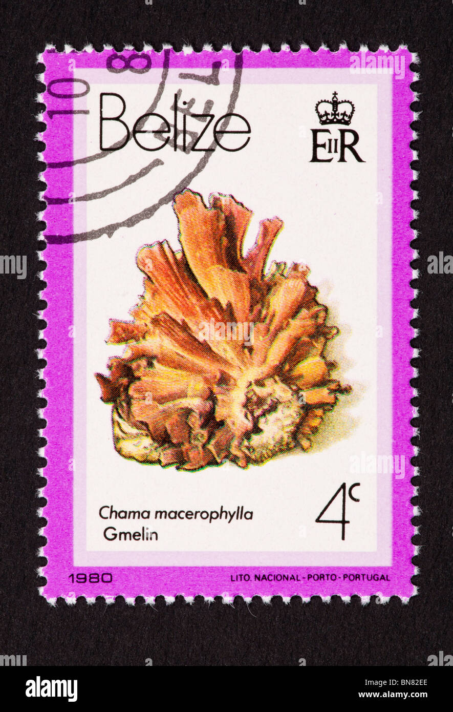 Postage stamp from Belize depicting a seashell (Chama macerophytla ...
