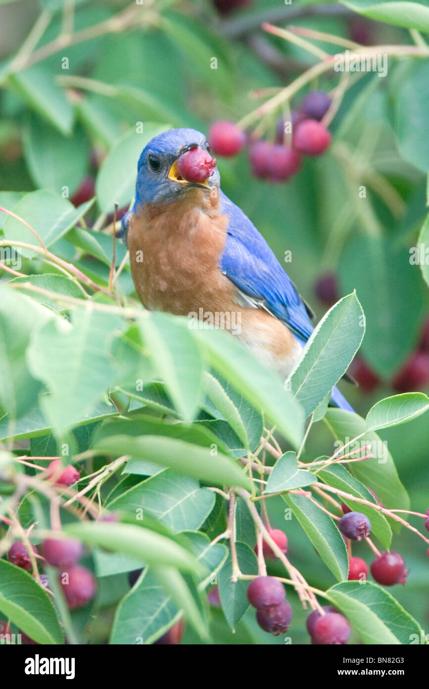 The Bluebirds High Resolution Stock Photography and Images - Alamy