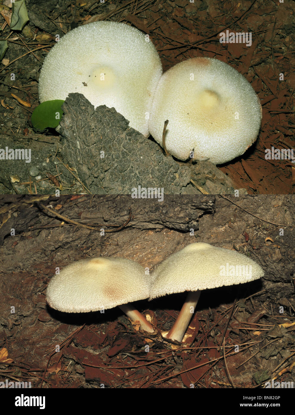 Volvariella hi-res stock photography and images - Alamy