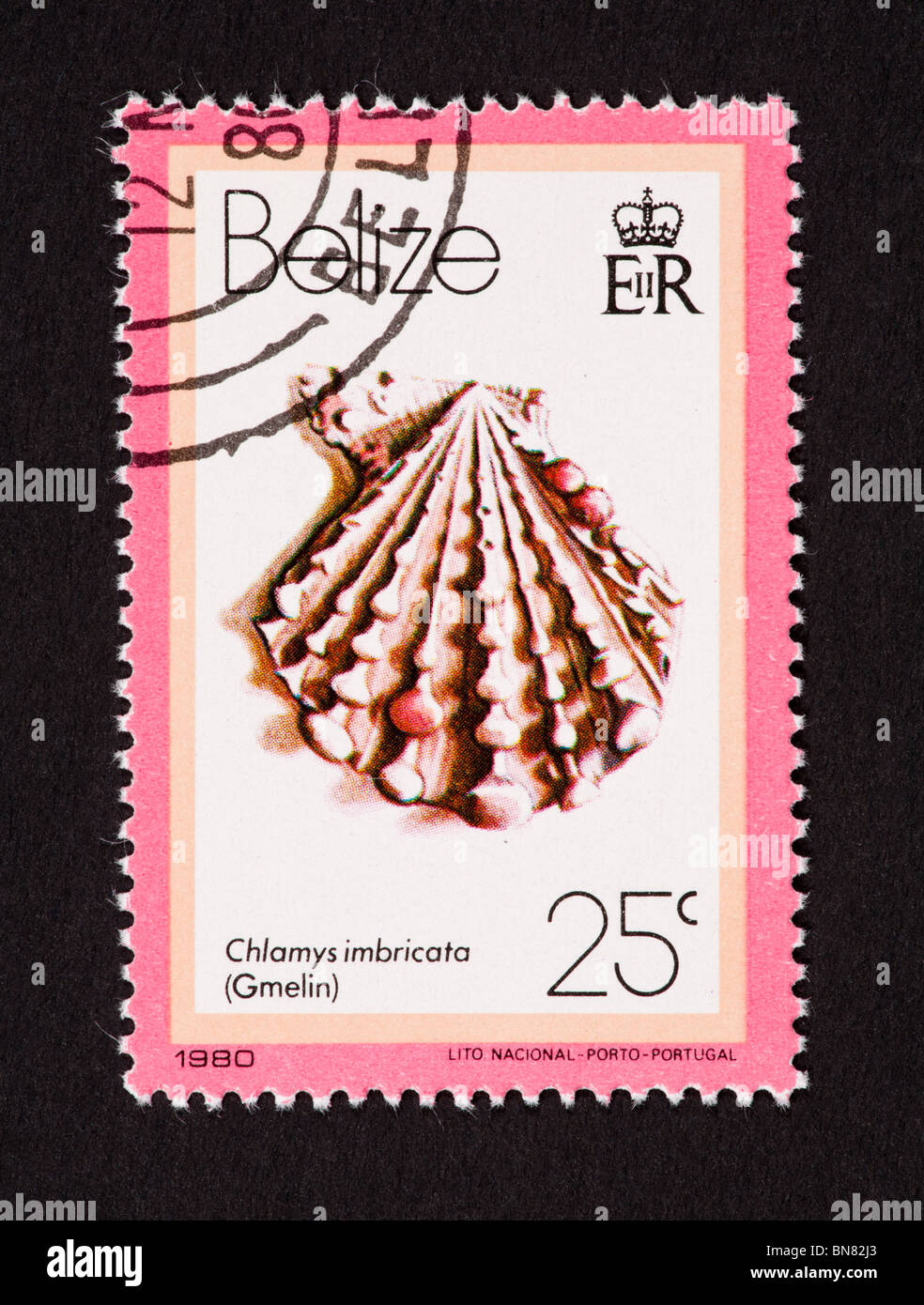 Postage stamp from Belize depicting a seashell (Chlamys imbricata Stock ...