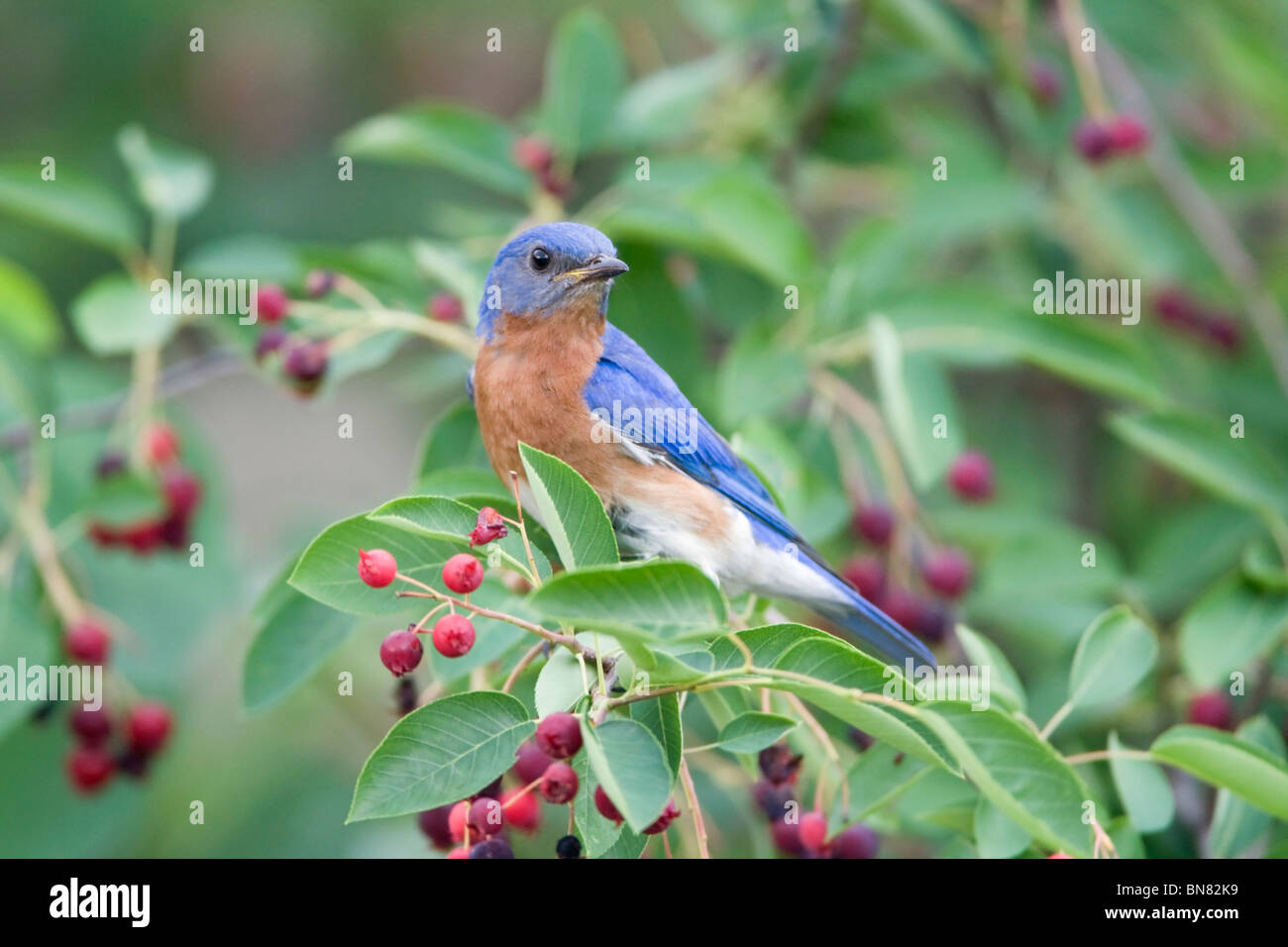 Eastern Bluebird perched in Serviceberry Stock Photo - Alamy